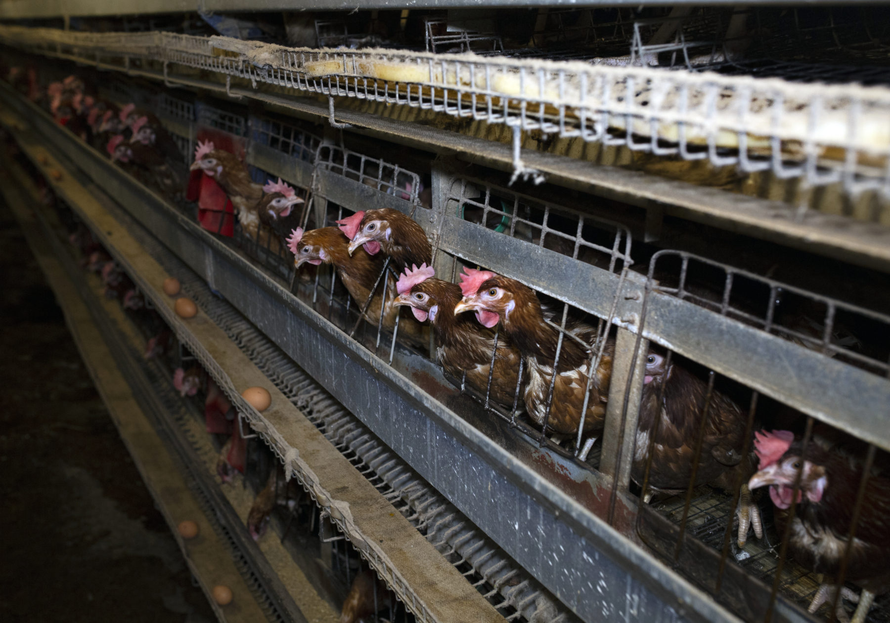 Tjeckien på väg att förbjuda burar för hönor | Djurens Rätt