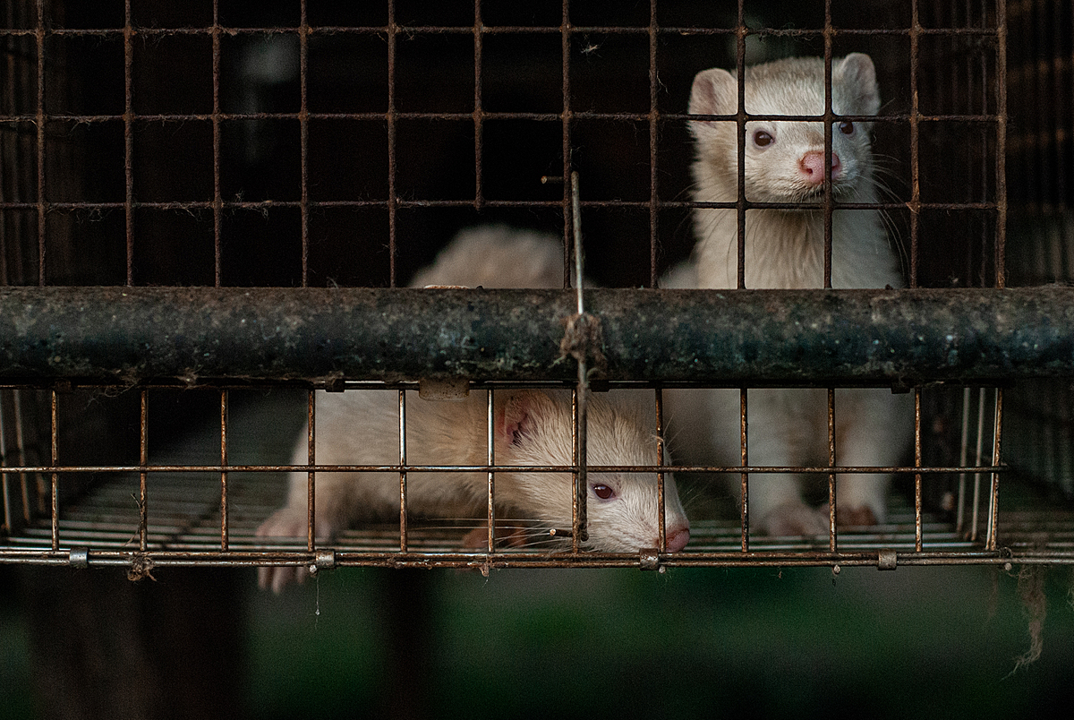 Djurens Rätt: förbjud burar och pälsfarmer i hela EU | Djurens Rätt